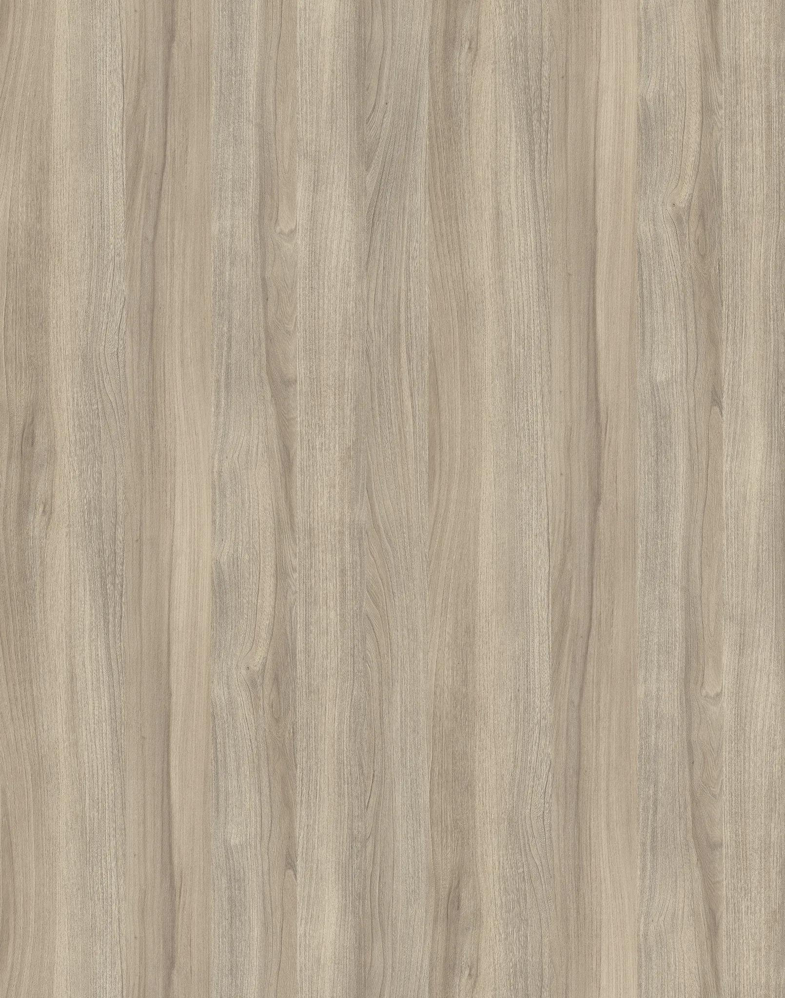 LKSP Blonde Liberty Elm, K017PW - Trukmė